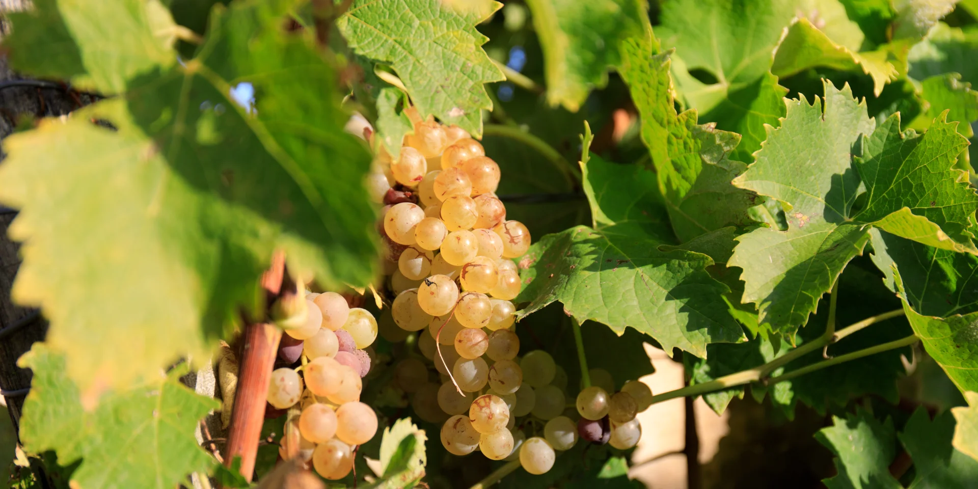 Gastronomía y enología | Destination Île de Ré