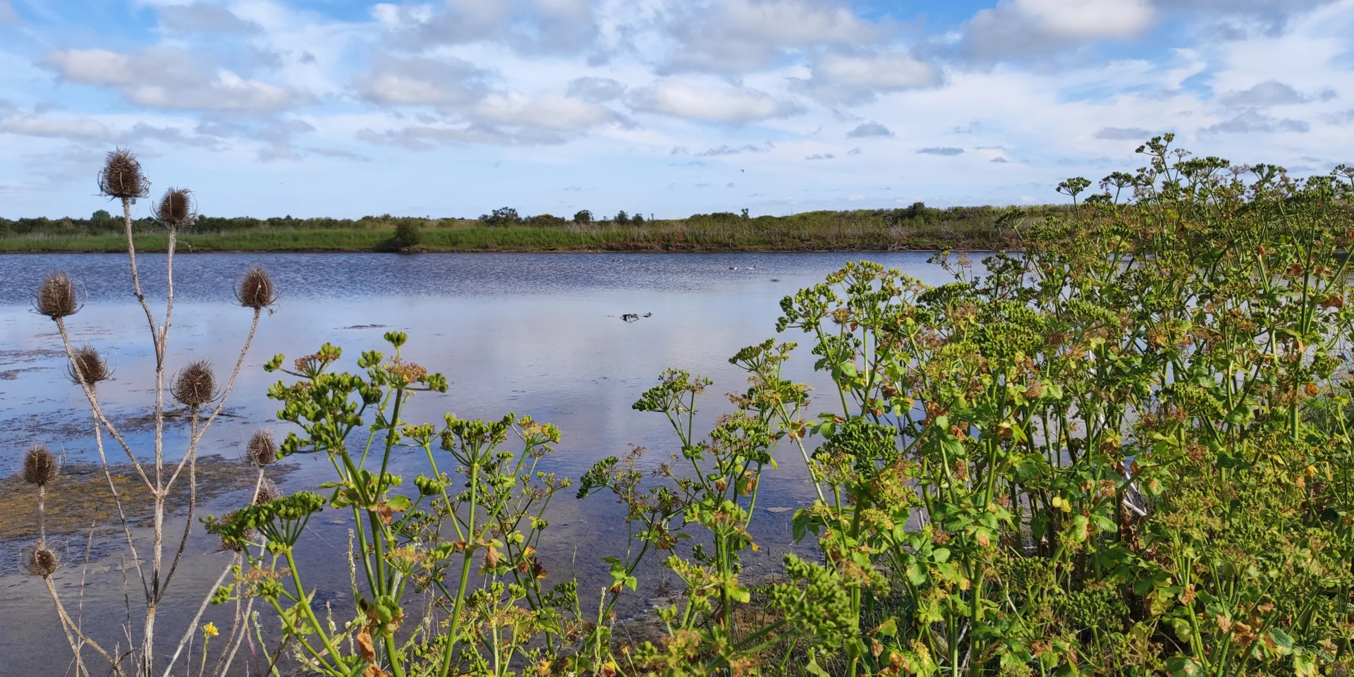 Das nationale Naturschutzgebiet Lilleau des Niges | Destination Île de Ré